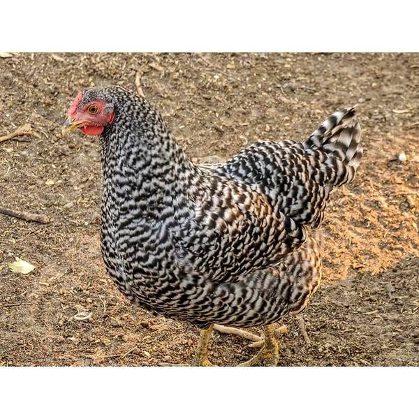 Cackle Hatchery Dominique Chicken, Pullet (Female) - 115F | Blain's ...