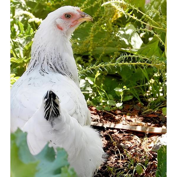 Cackle Hatchery Delaware Chicken, Pullet (Female) - 125F | Blain's Farm ...