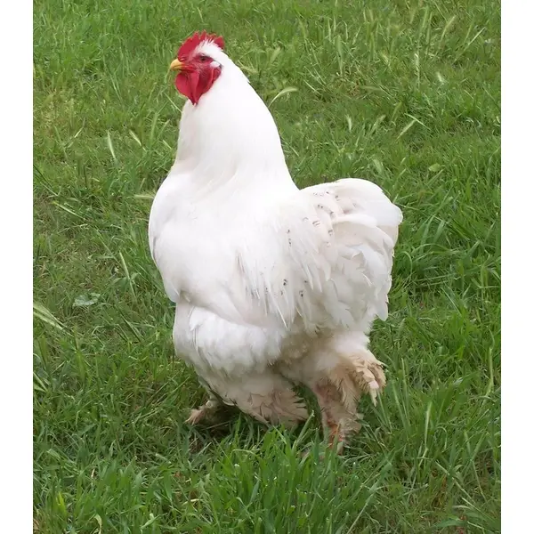 White Cochin Chicks