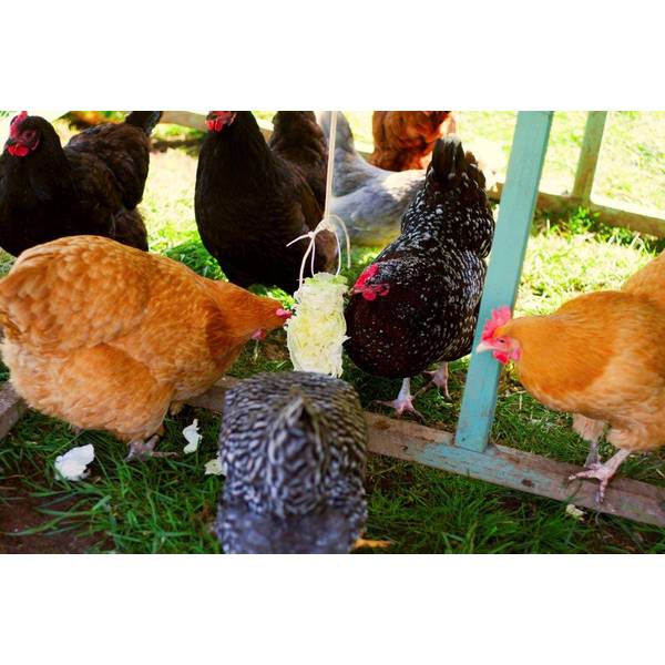 Cackle Hatchery Assorted Pullet Chickens (Female) - 1294 | Blain's Farm ...