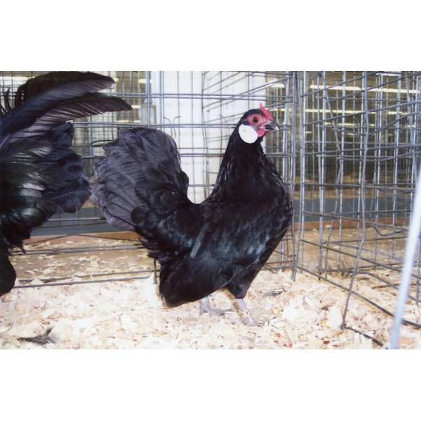 Cackle Hatchery Black Rosecomb Bantam Chicken - Not Sexed - 353 | Blain ...
