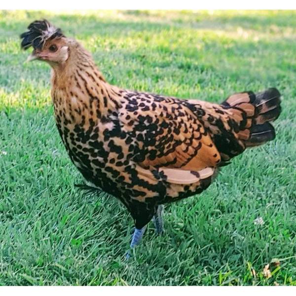 Cackle Hatchery Golden Spangled Appenzeller Spitzhauben Chicken - Not ...