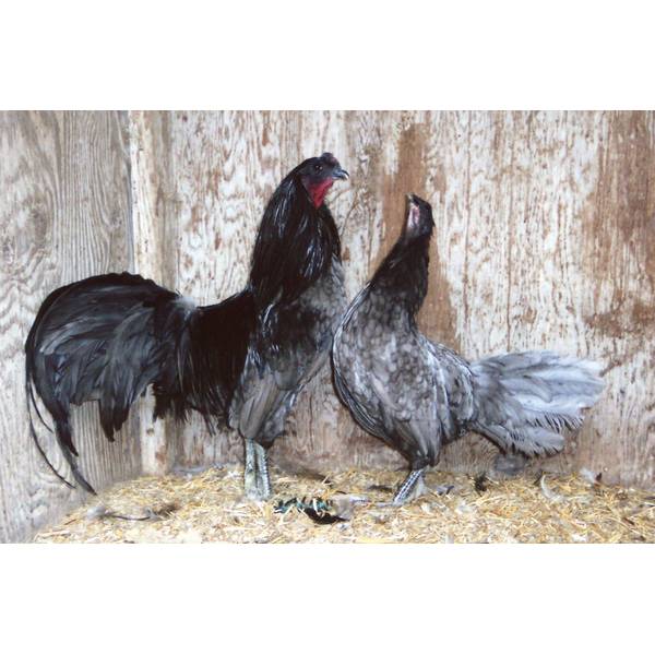 Cackle Hatchery Blue Sumatra Chicken - Not Sexed - 437 | Blain's Farm ...