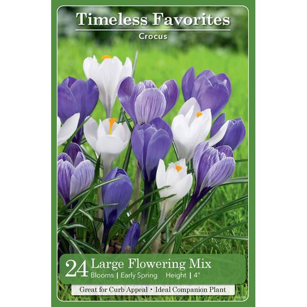 Longfield Gardens 24-Count Crocus Large Flowering Mix - 32100169 ...
