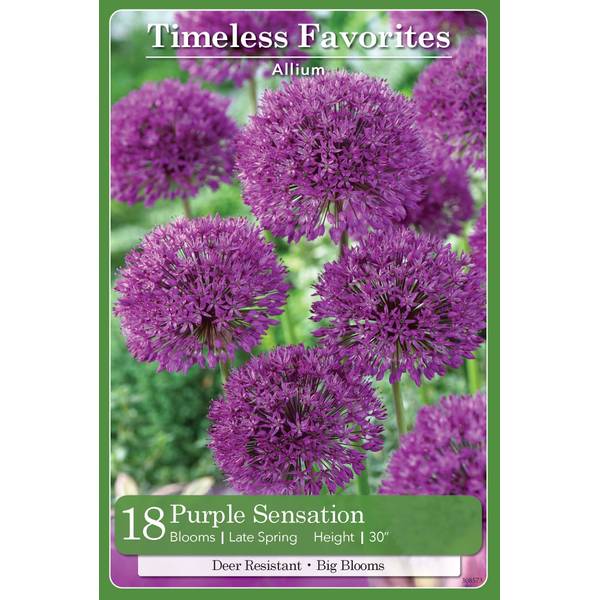 Longfield Gardens 12-Count Allium Purple Sensation - 32100170 | Blain's ...