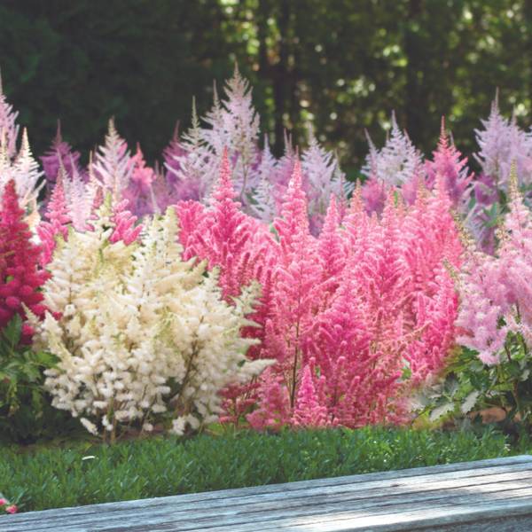 Longfield Gardens 3-Count Color Mix Astilbe - 32200164 | Blain's Farm ...