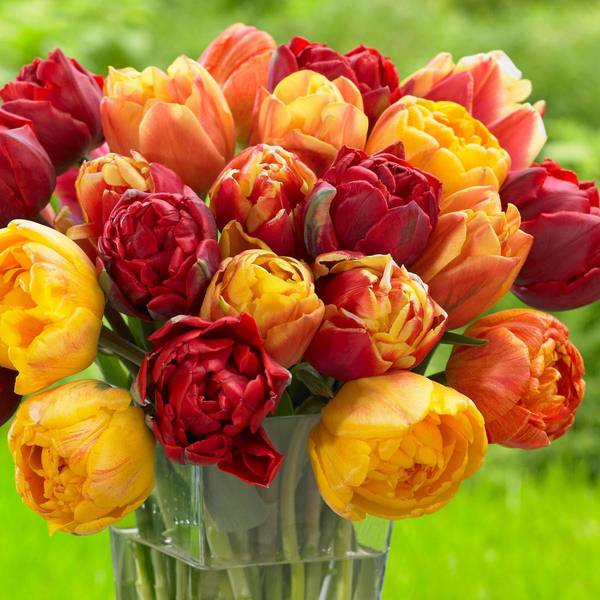 Longfield Gardens Tulip Blazing Flames Mix - 32100182 | Blain's Farm ...