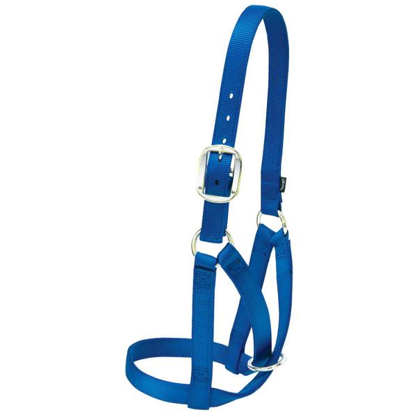 Weaver Leather Barn Cow Halter, Blue, Large - 35-8005-BL | Blain's Farm ...