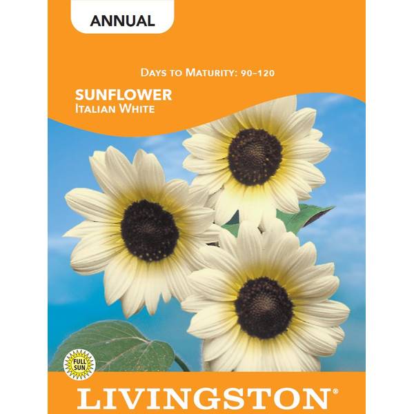 Livingston Seed Italian White Sunflower - Y2015A | Blain's Farm & Fleet