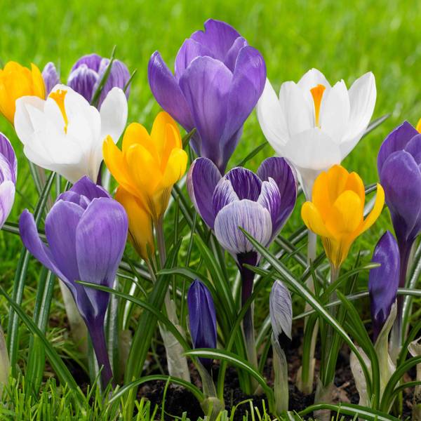 Longfield Gardens 35-Count Large Flowering Mix Crocus - 32100194 ...
