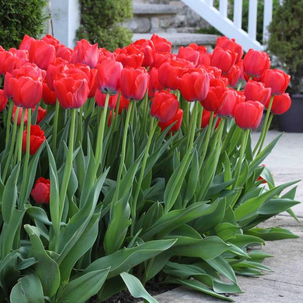Longfield Gardens 45-Count Red Van Eijk Tulip - 32100197 | Blain's Farm ...