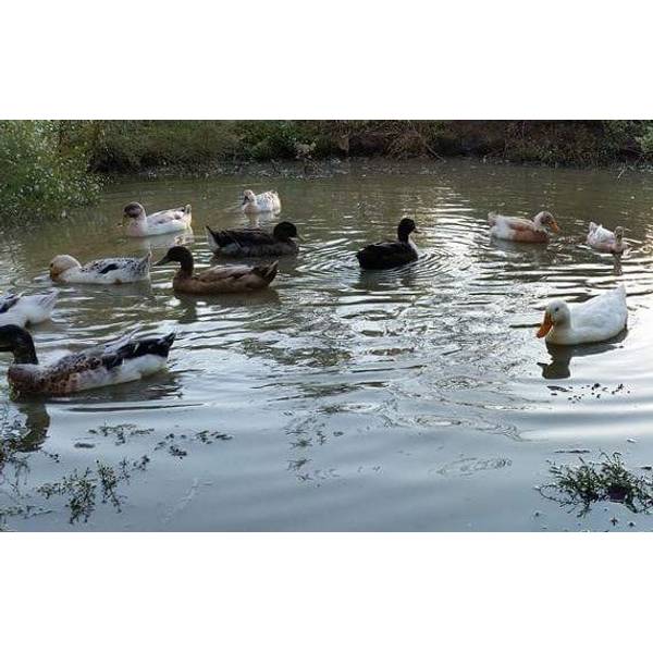 Cackle Hatchery Assorted Ducks - Not Sexed - 1213 | Blain's Farm & Fleet