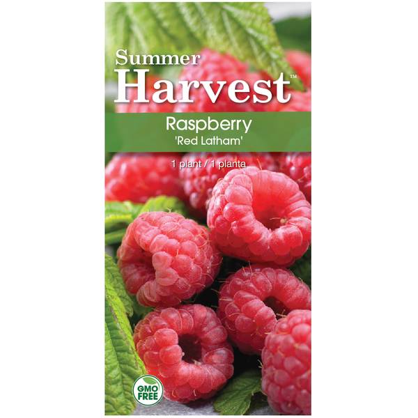 Longfield Gardens Latham Raspberry Plant - 62202023 | Blain's Farm & Fleet