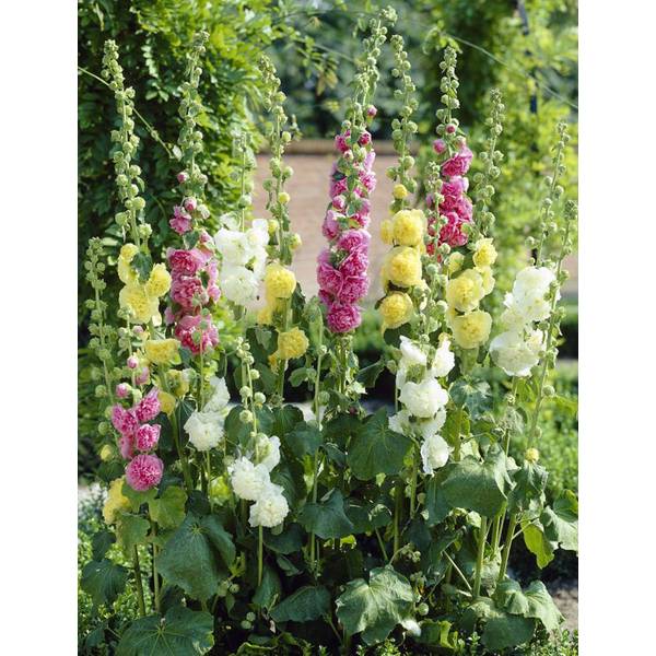 Longfield Gardens Mixed Alcea - 62200056 | Blain's Farm & Fleet
